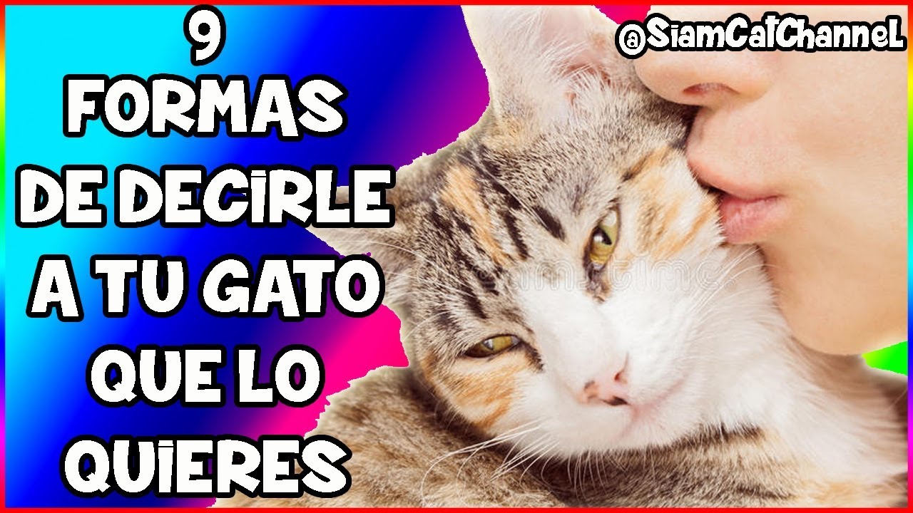 ¿Cómo decir te amo a un gato? [Actualizado 2025]