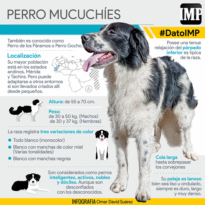 Qué es ser perro en Venezuela [Actualizado 2025]