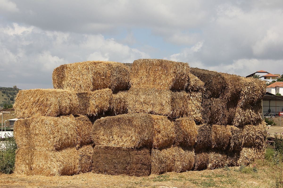 ¿Qué son pacas en Argentina? [Actualizado 2025]