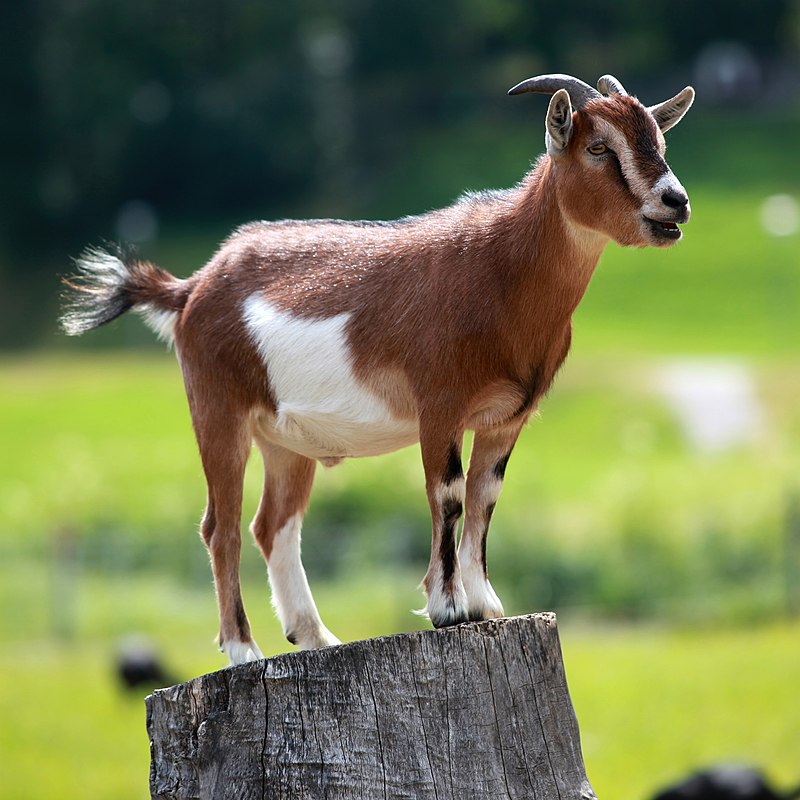 Qué es un chivo en Costa Rica [Actualizado 2025]