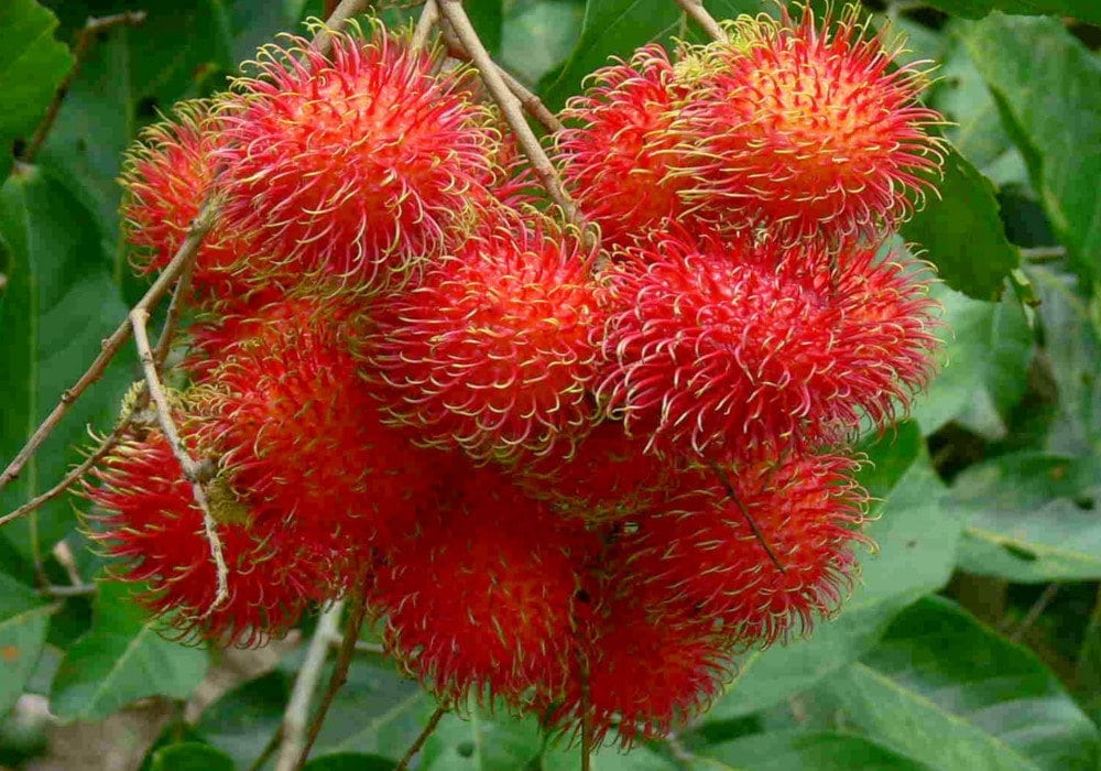 Qué frutas hay en Costa Rica [Actualizado 2025]