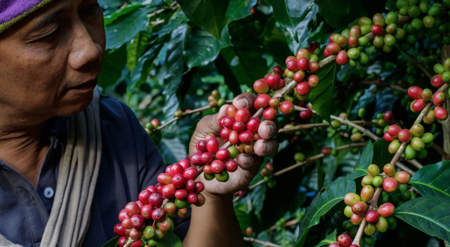 Qué significa cafetal en Perú [Actualizado 2025]